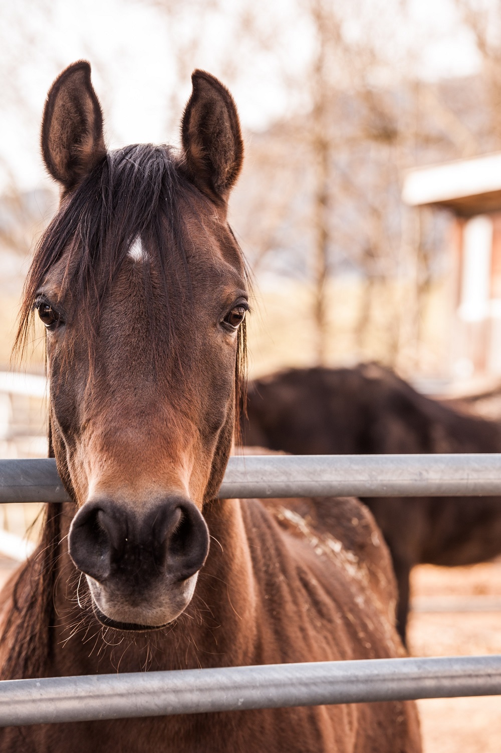 Comment prendre soin de son cheval ? | Torbihan.fr
