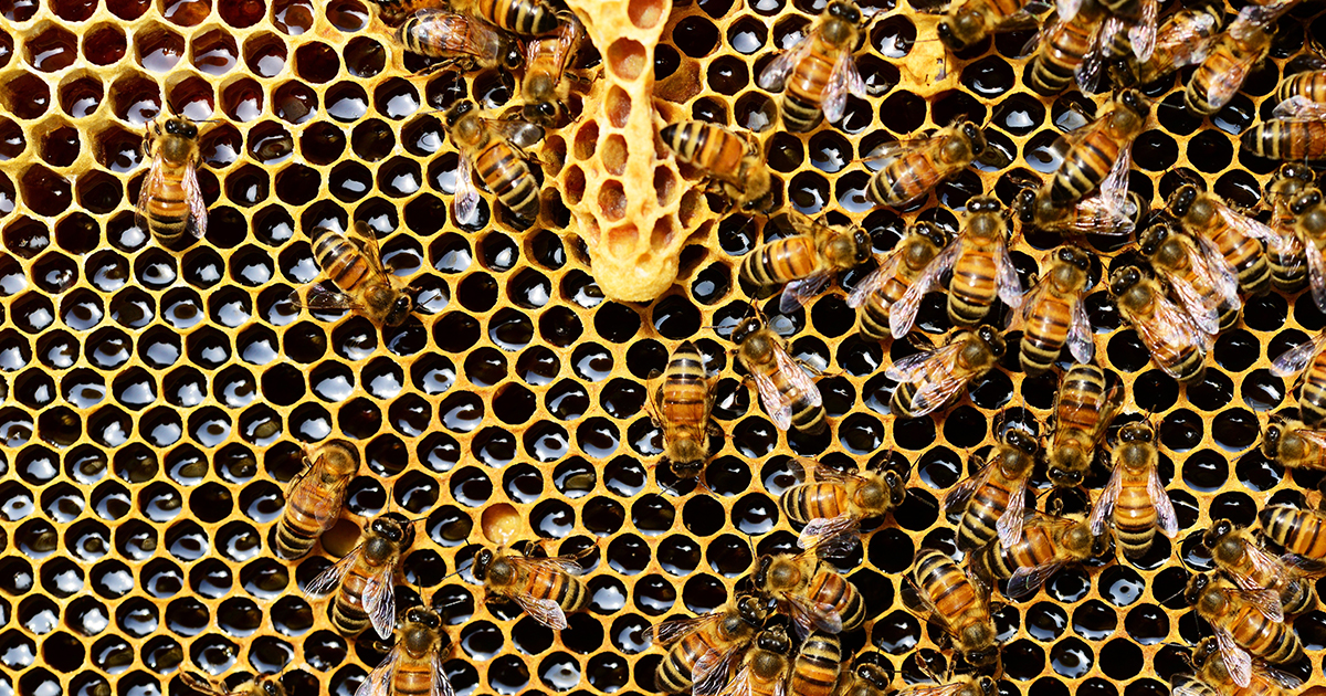 Le varroa, c'est quoi pour les ruches d'abeilles ? Le traitement ...